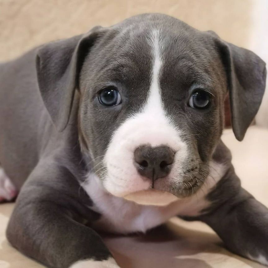 Щенки ам. стаффа