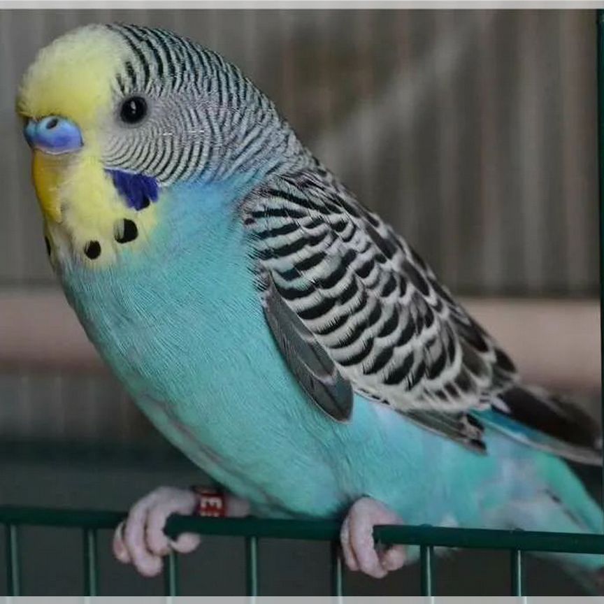 Волнистый попугай с клеткой