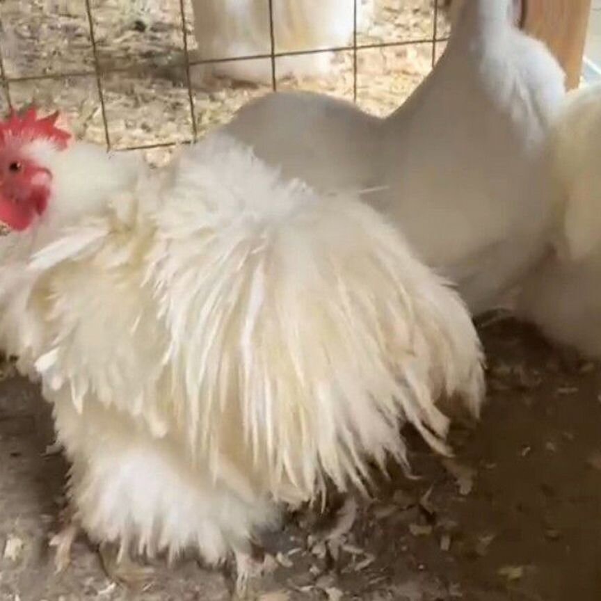 Кохинхины карликовые цыплята