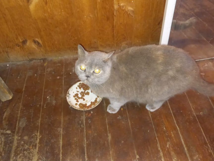 Кошка отдам, погибнет зимой на улице