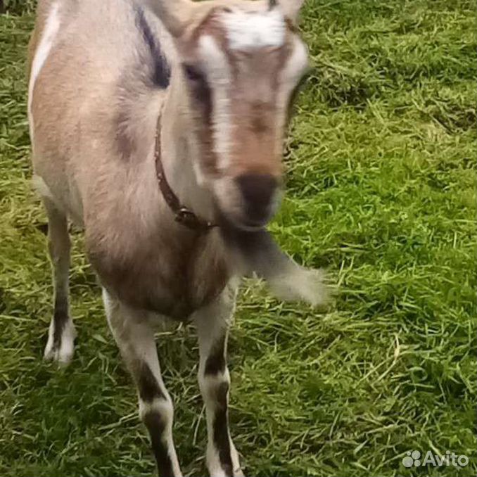 Коза альпийская