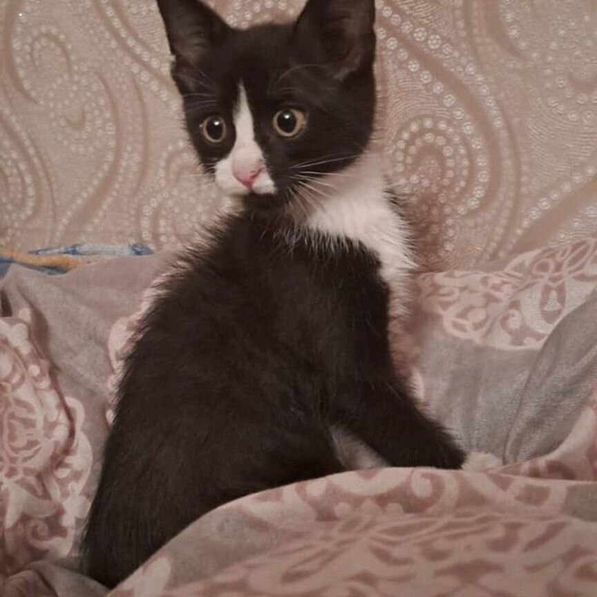 Котёнок Сабик (музыкальный котик)