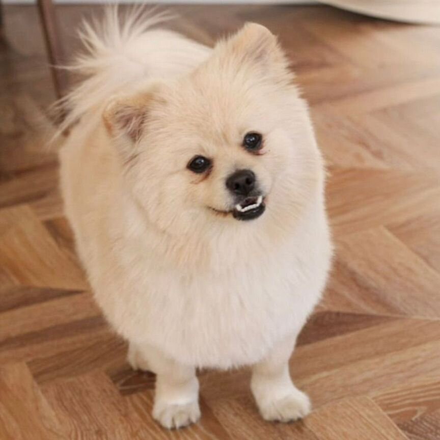 Померанский шпиц