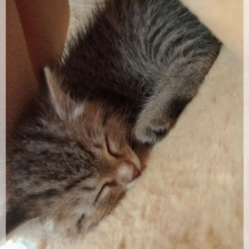 Котёнок в добрые руки