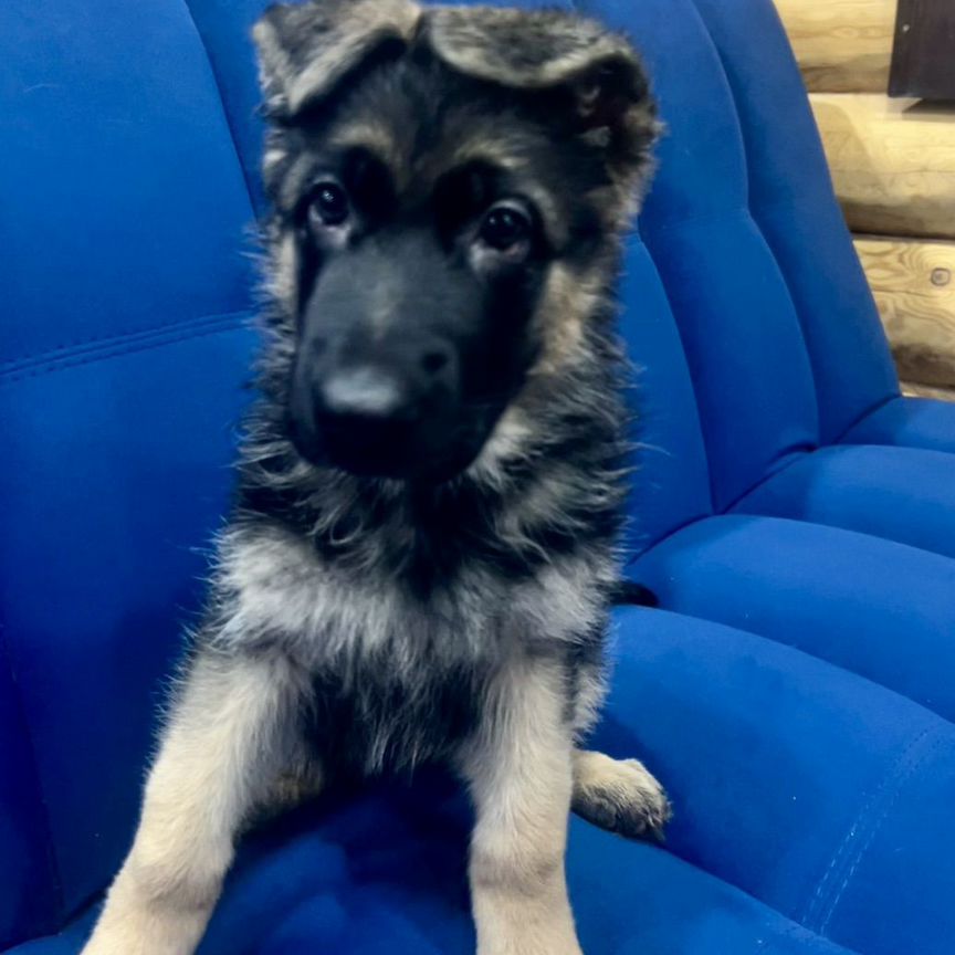 Немецкая овчарка, щенок