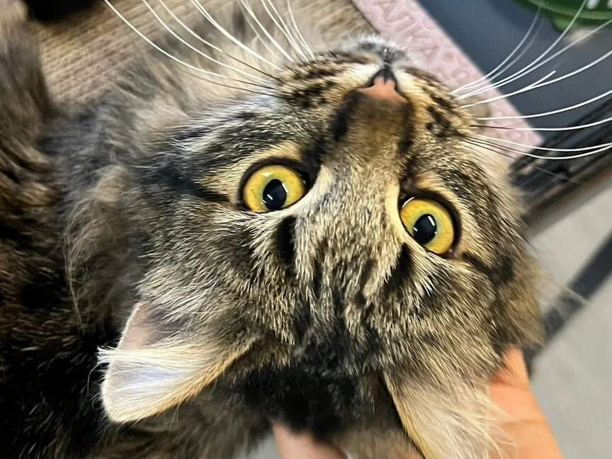 Нежный котик Матрас