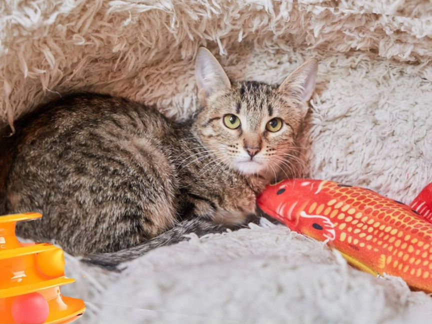 Котенок в полосатых доспехах