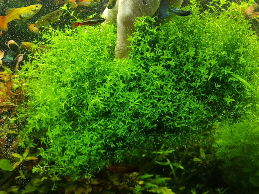 Большая прополка Аквариумная