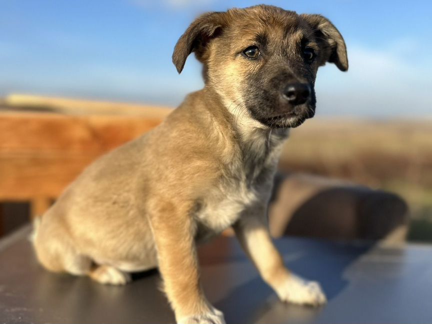 Щенок от не большой собачки в добрые руки