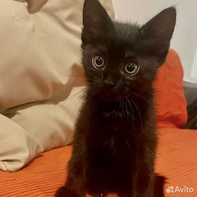 Котенок Черная Пантера ищет котородителей
