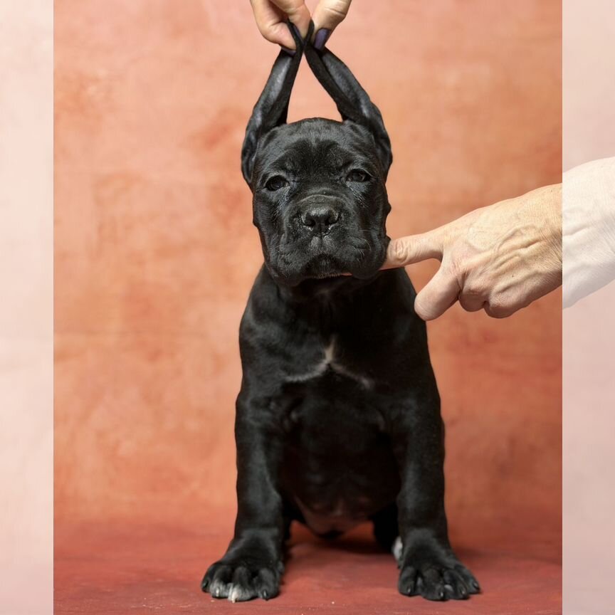 Кане-корсо, щенок