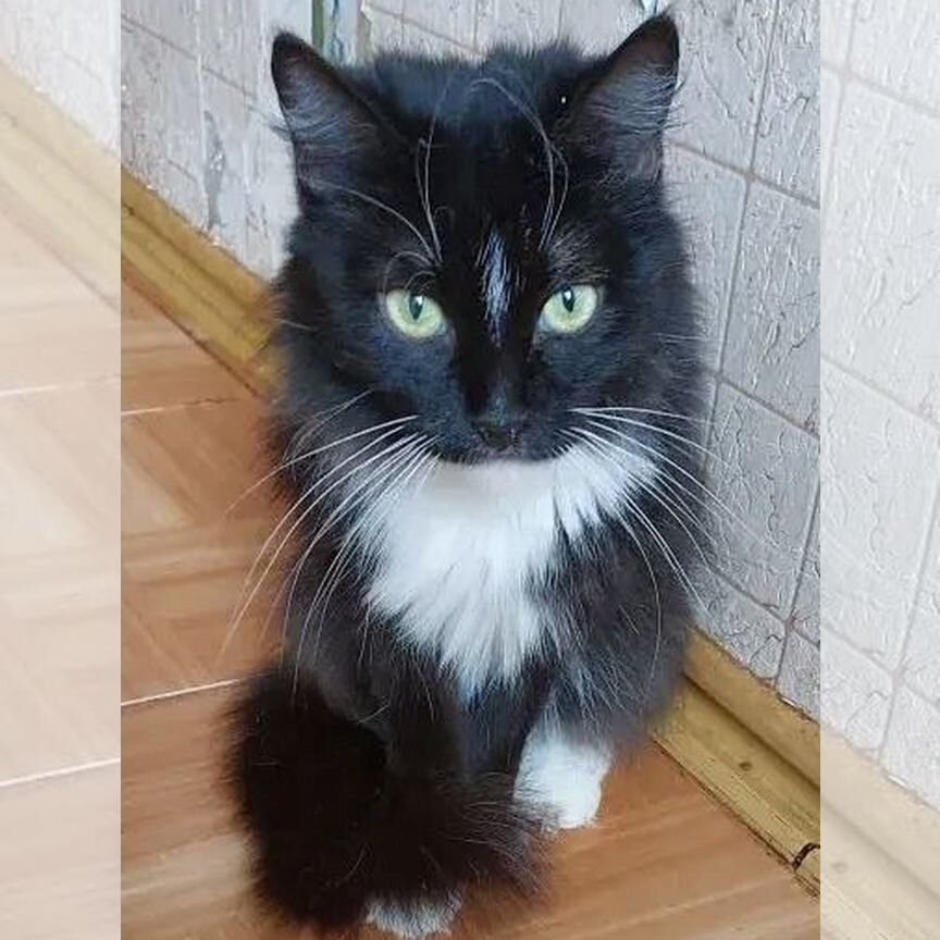 Взрослая, кошка в добрые руки