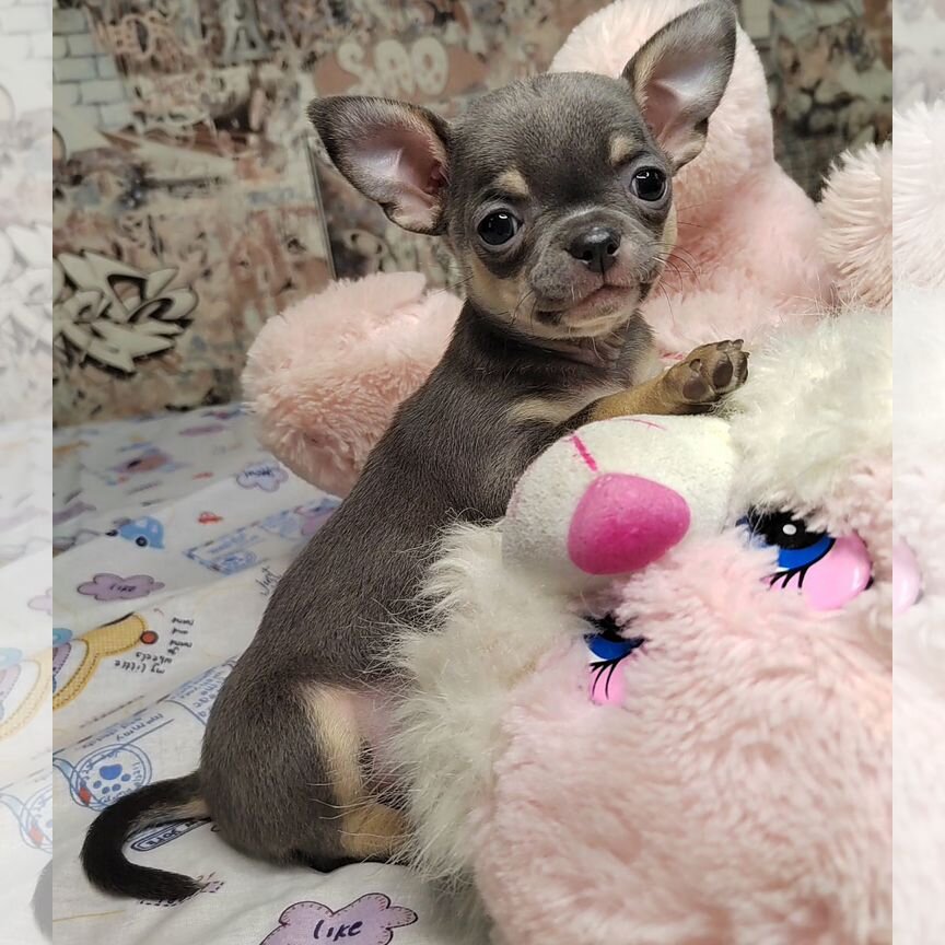 Чихуахуа, щенок