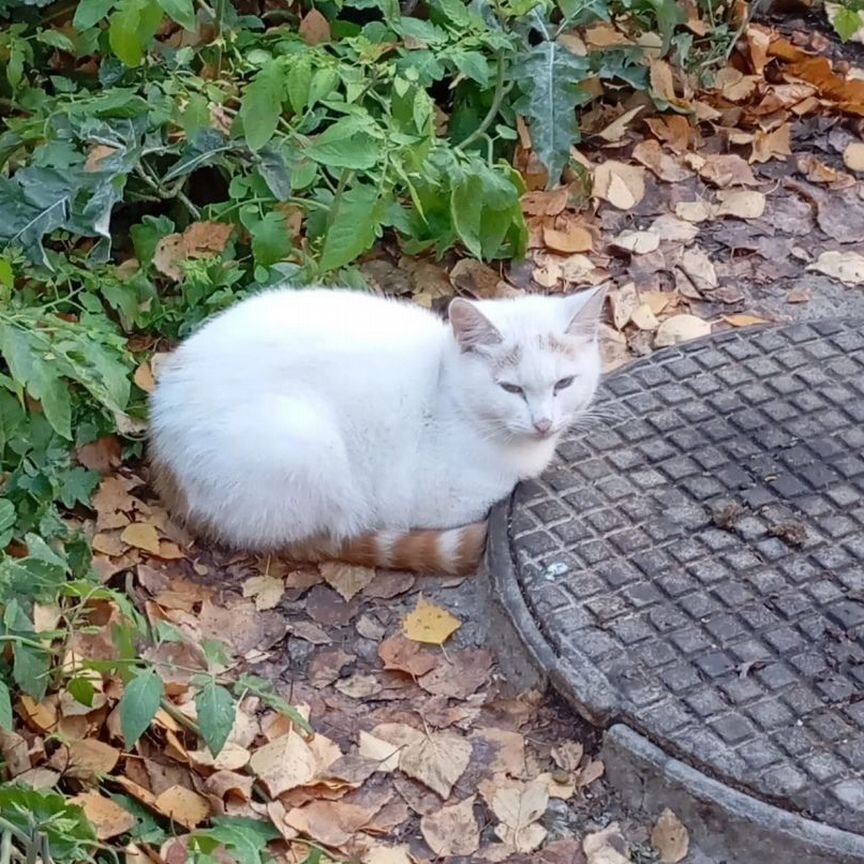 Котята, Морковкин и Луи, в добрые руки