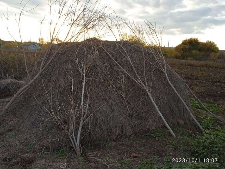 Сено россыпью