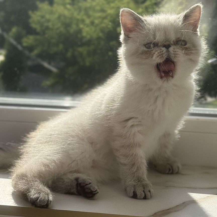Экзотическая кошка