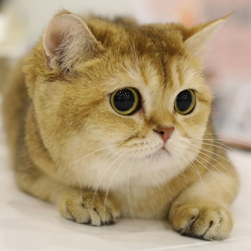 Шотландская прямоухая короткошёрстная, взрослая кошка