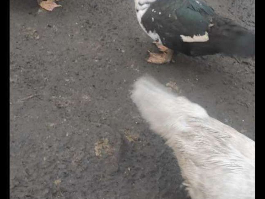 Утки и утак обмен