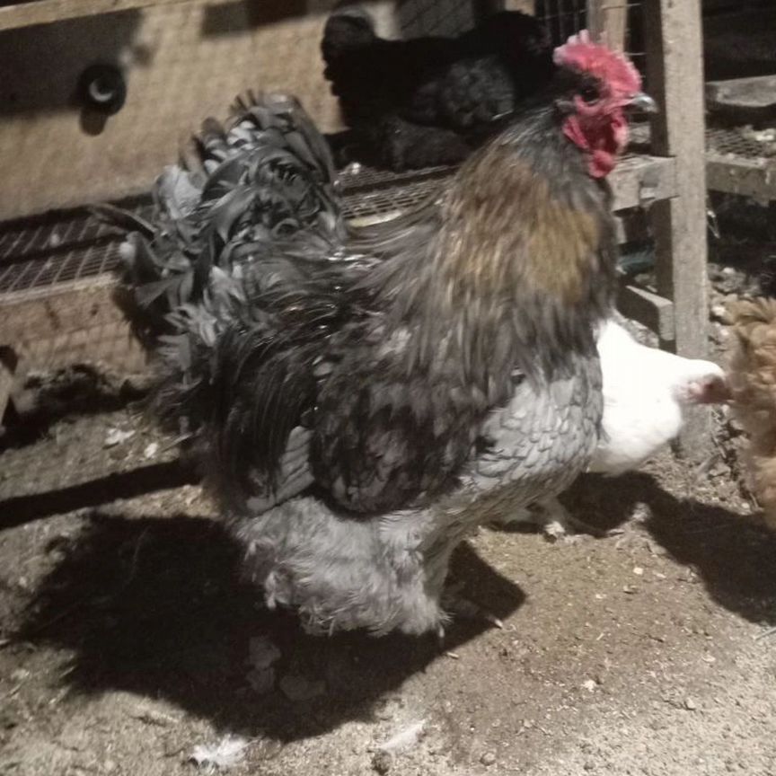 Куры, цыплята, петухи, яйцо