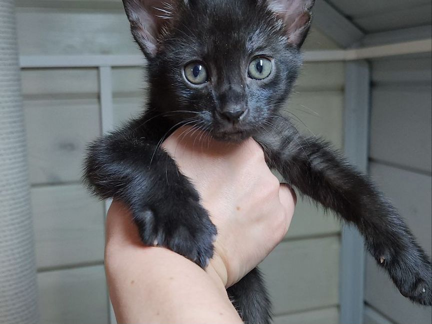 Котенок чаузи ф1 гризли