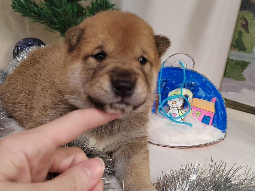 Щенки сиба ину