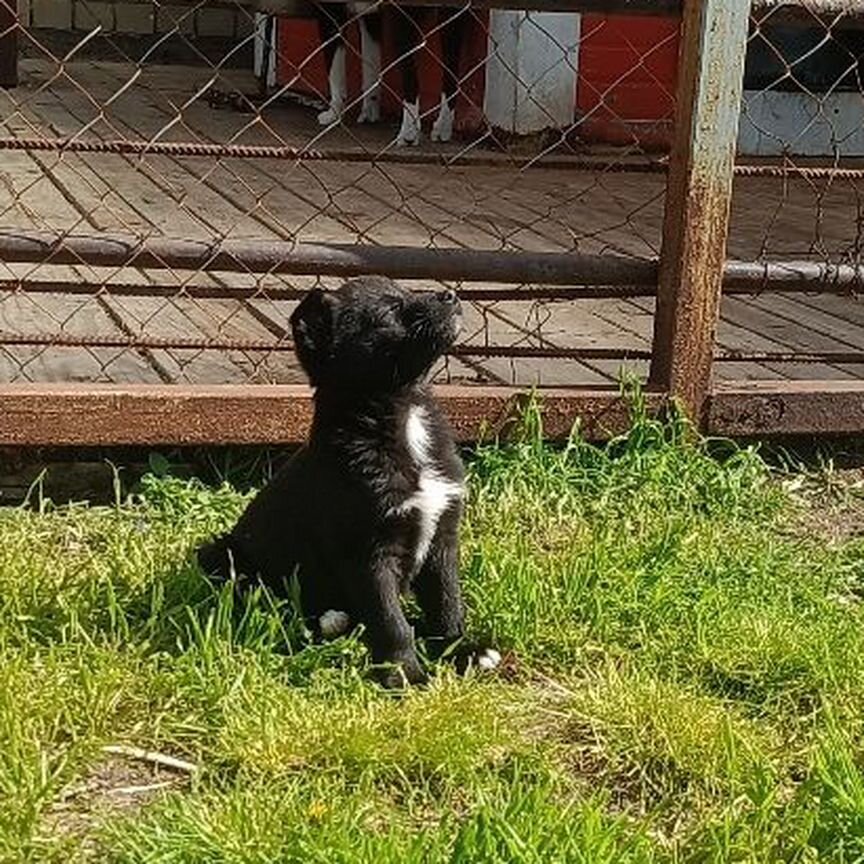 Лайка, щенок