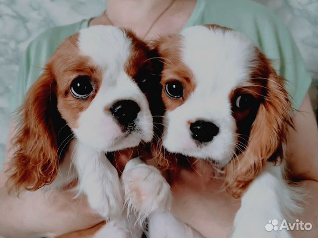 Красивые щенки Кавалер Кинг Чарльз спаниеля