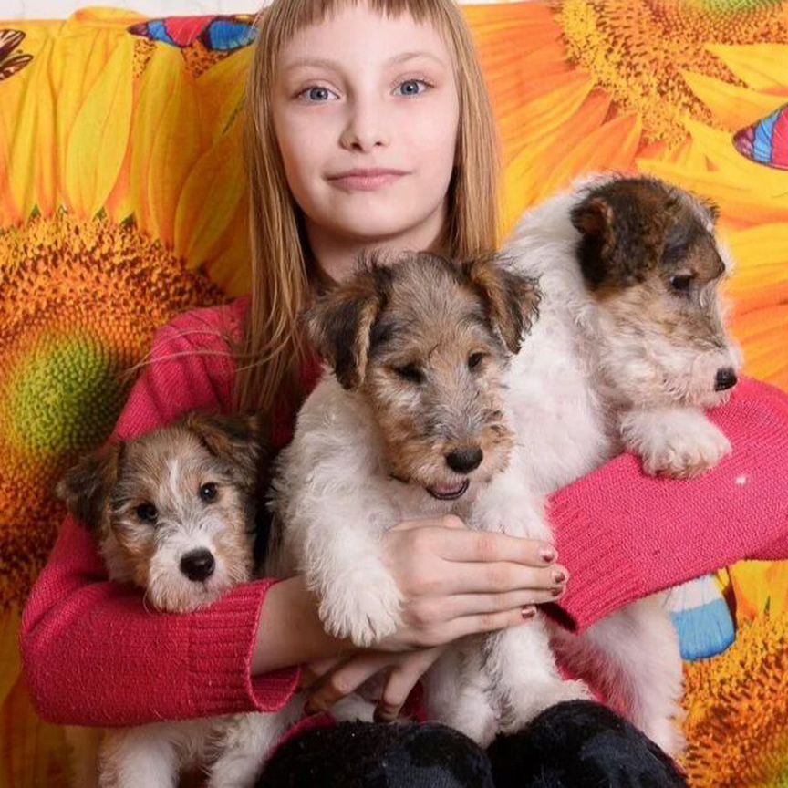 Фокстерьер, щенок