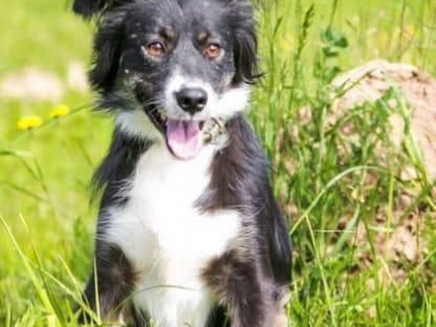 Мама и дочка в добрые руки