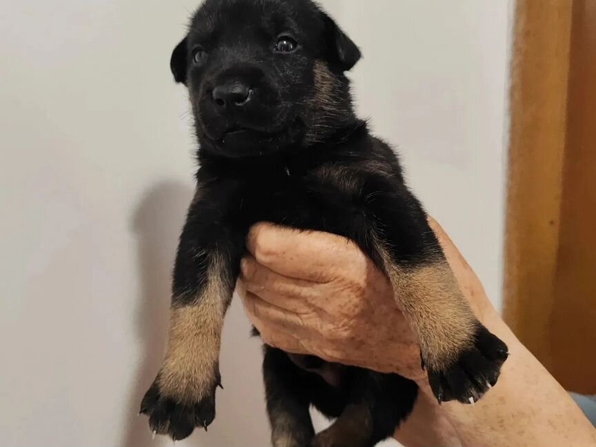 Щеночки в добрые руки