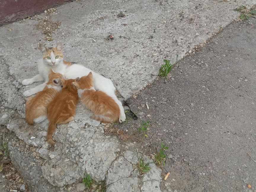 Котята в добрые руки