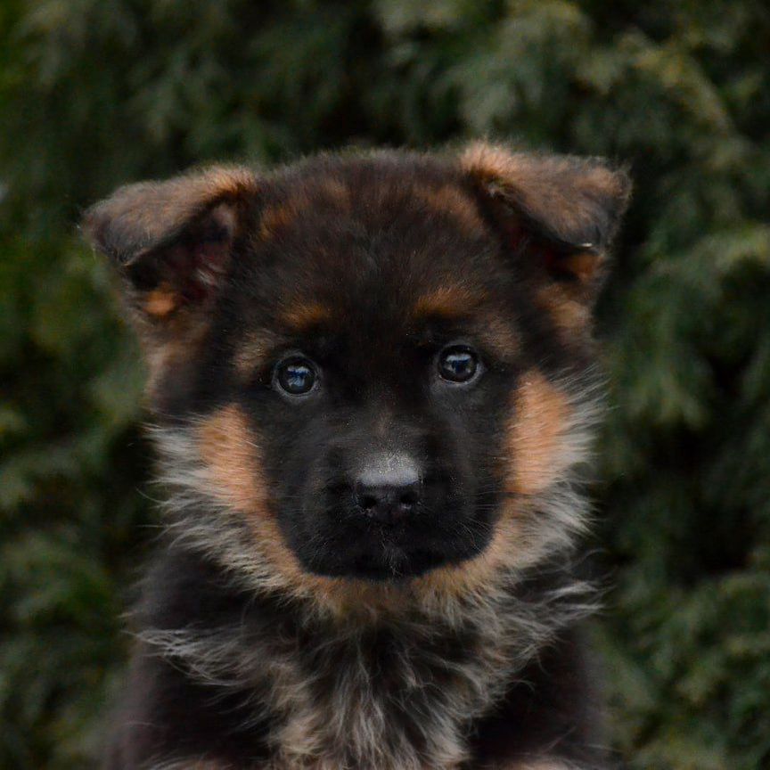 Немецкая овчарка девочки