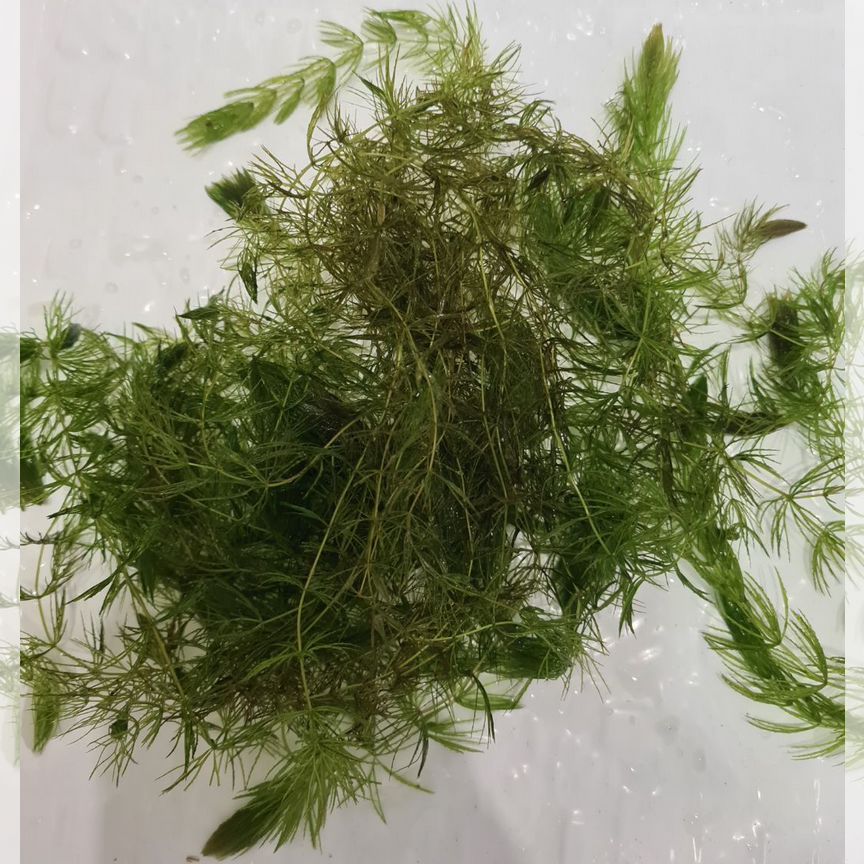 Отдам роголистник Бутово