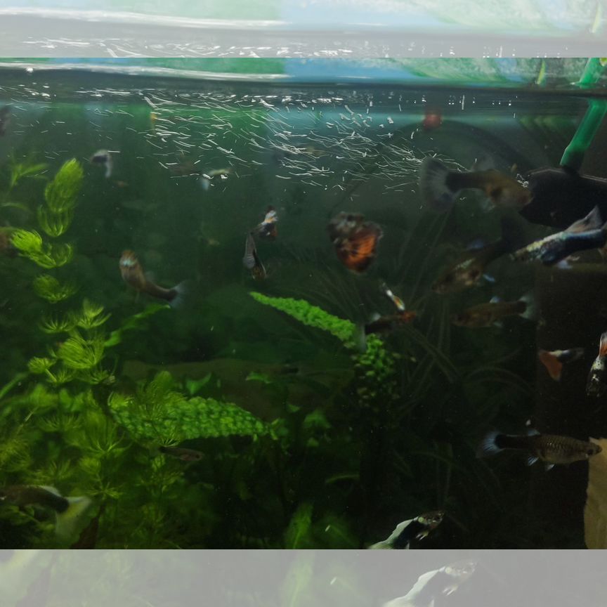 Тернеция,гуппи,анцитрус