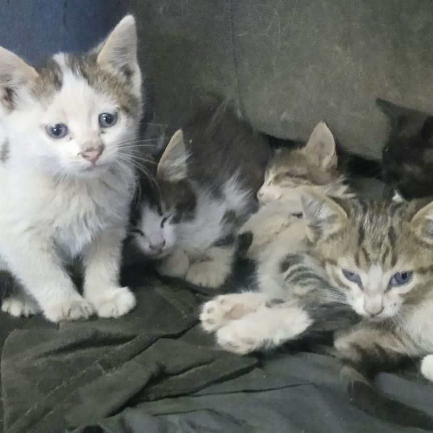 Котята в добрые руки