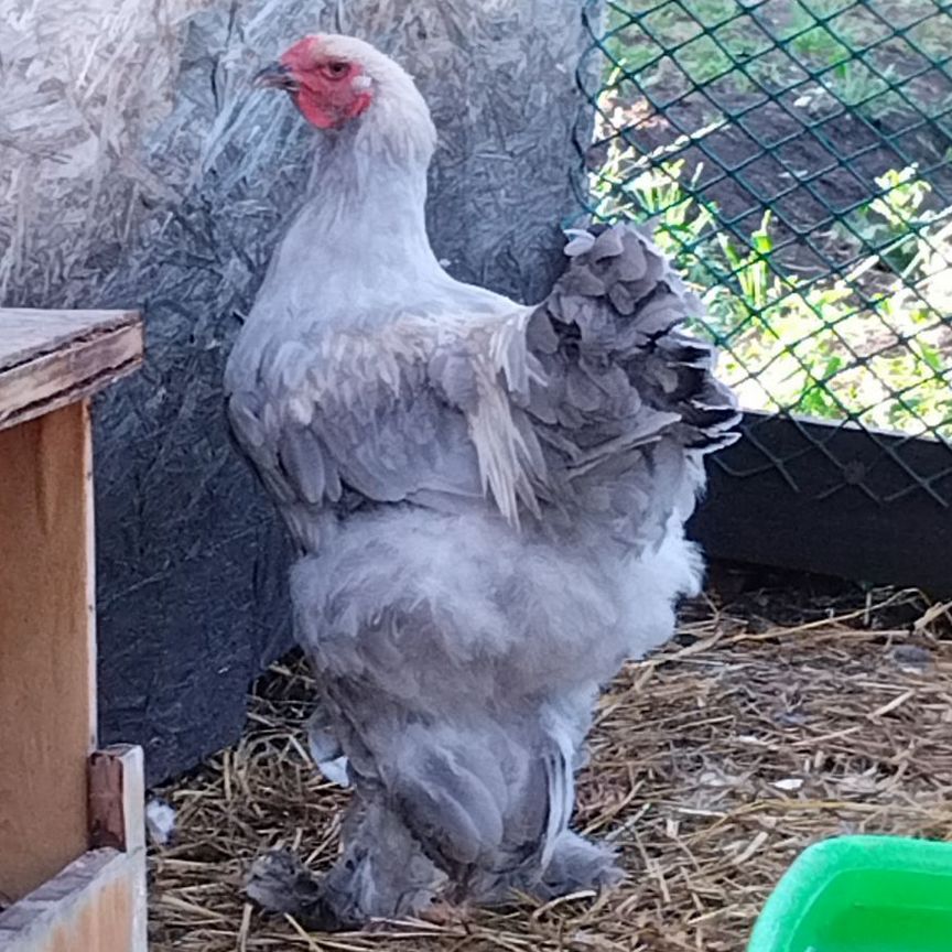 Молодой Пётр