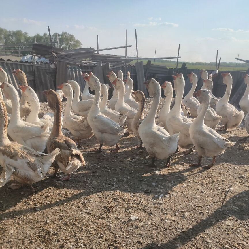 Продаются гуси халмогоры