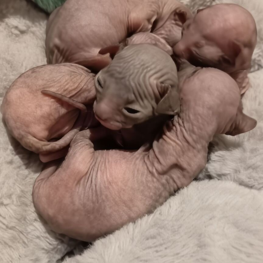 Канадский сфинкс котёнок