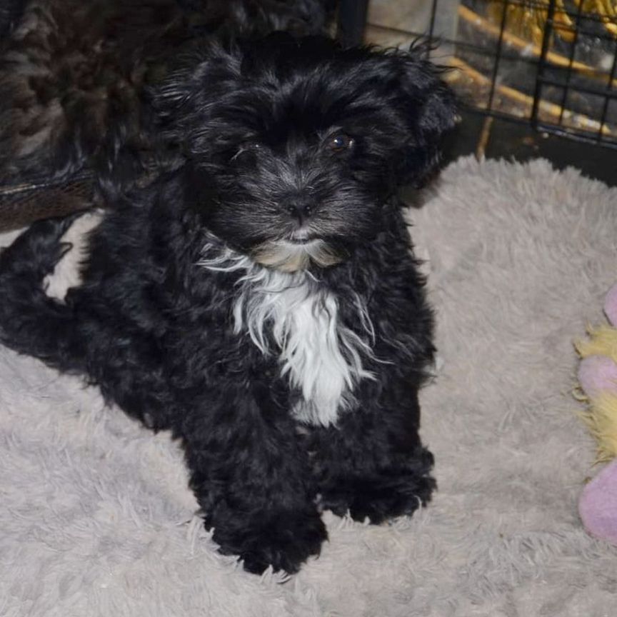 В Тренде Черные Мальтипу Ф1