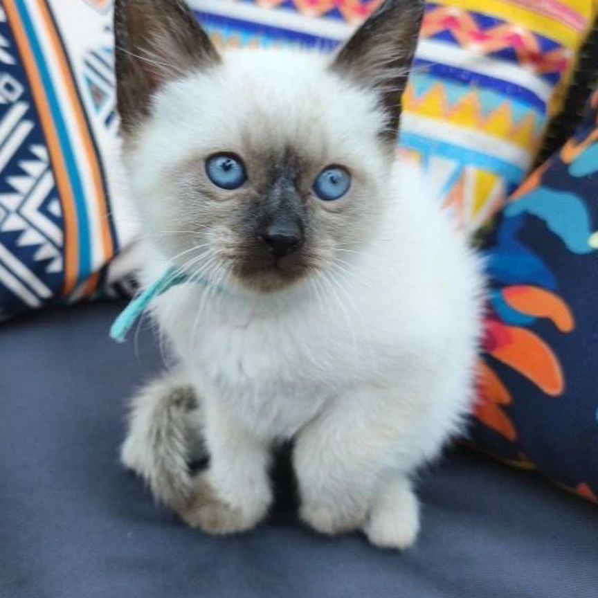 Тайский котёнок