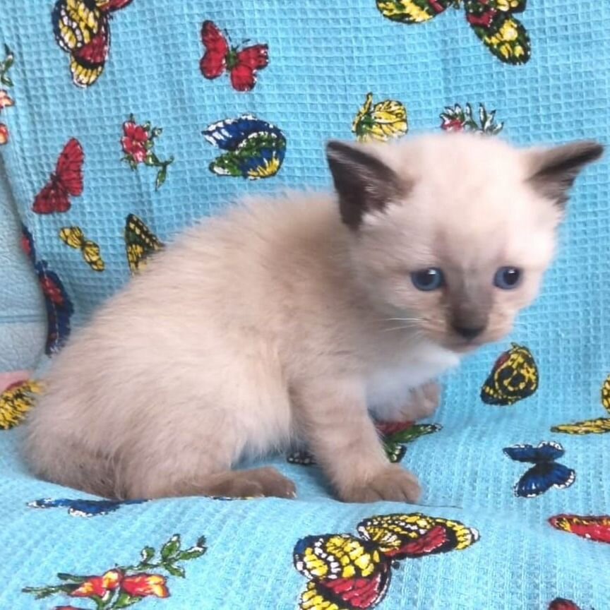 Тайский котёнок