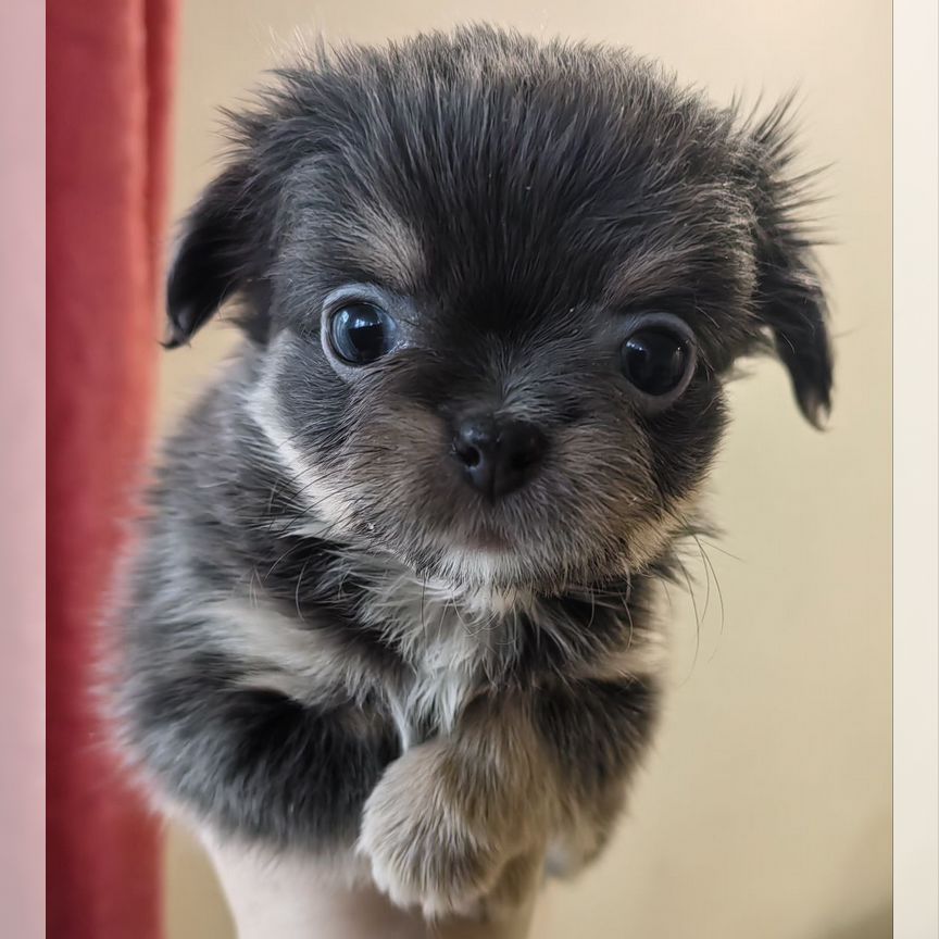 Чихуахуа, щенок