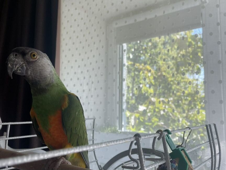 Попугай Сенегальский