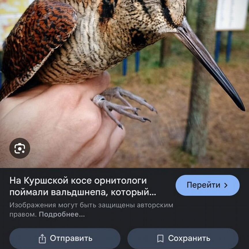 Отдам вольдшнеп