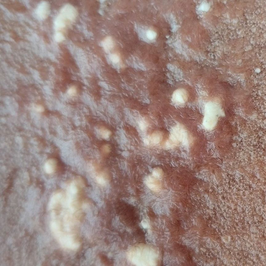 Аулофорус корм для рыбок