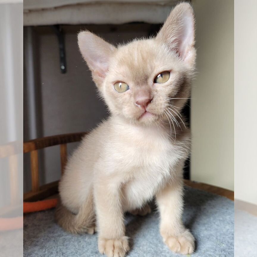 Мальчики европейской бурмы