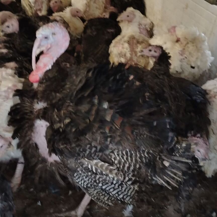 Индюк, куры