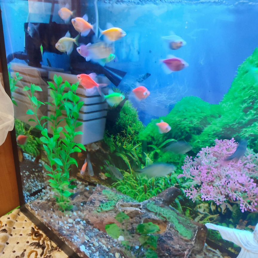 Рыбки 25 штук