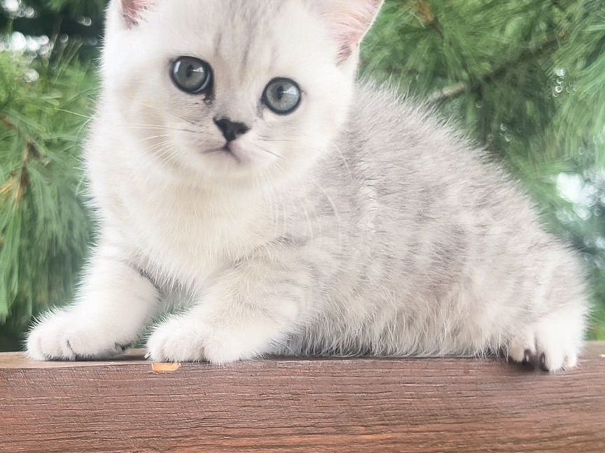 Британская серебристая шиншилла