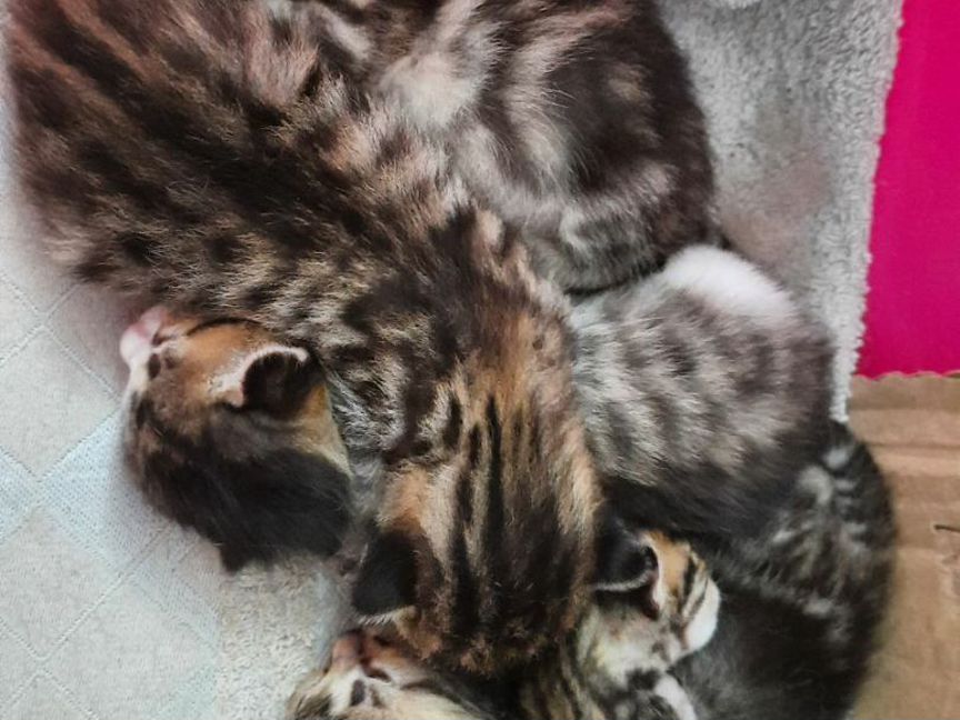 Кошки в добрые руки